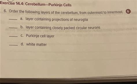 Solved Exercise 144 Cerebellum Purkinje Cells6 ﻿order The