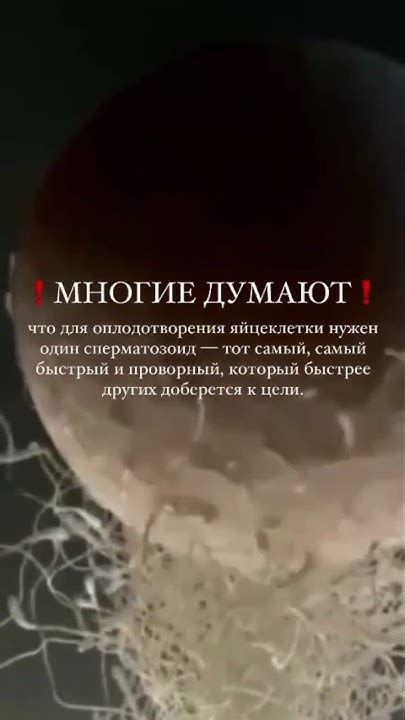 Здоровый сперматозоид Сколько нужно здоровых сперматозоидов для