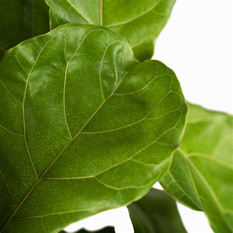Fiddle Leaf Fig Tree For Sale Buy Fiddle Leaf Figs Ficus Lyrata