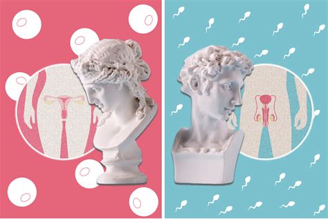 Denying The Human Sex Binary Turns Biology Into Nonsense