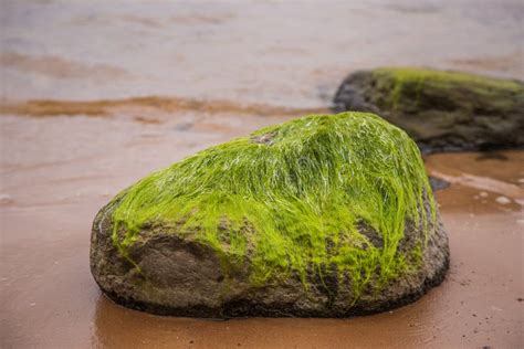 A Beautiful Beach Landscape With A Green Moss Covered Stones Algae