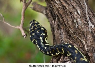 178 Python Climbing Tree Images Stock Photos Vectors Shutterstock