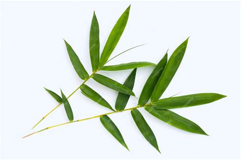 Premium Photo Bamboo Leaf Fresh Green Leaves On White Background