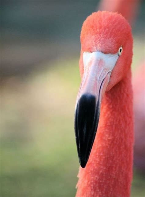 1000 Images About Flamingo Stuff On Pinterest Kitsch Flamingo Art
