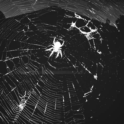 Black Spider Aesthetic Dark And Mysterious Inspiration
