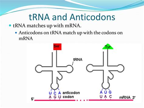 Daily Warm Up Dec 12th Transcribe This Dna Segment Ppt Download