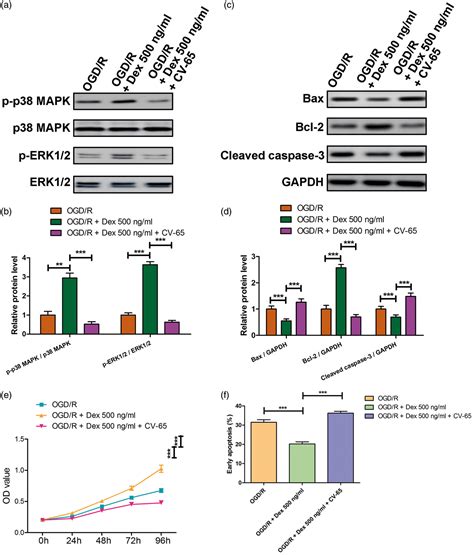 Dexmedetomidine Protects Against Oxygen Glucose Deprivation