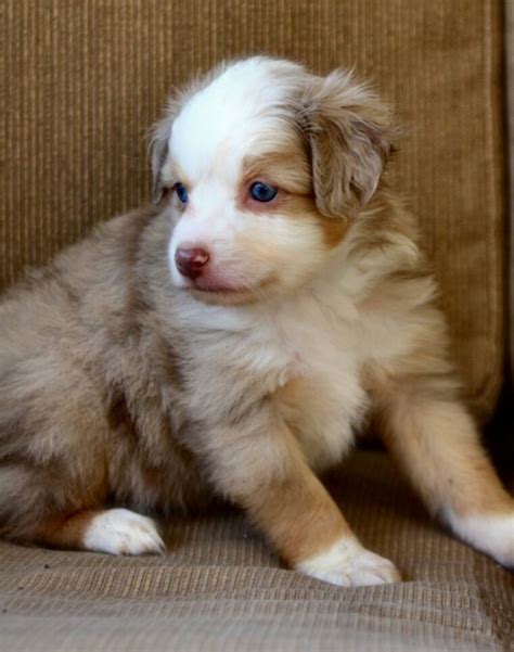 Teacup Toy Australian Shepherd
