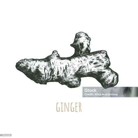 Gambar Sketsa Jahe Vektor Jahe Ilustrasi Stok Unduh Gambar Sekarang Akar Bagian Tanaman