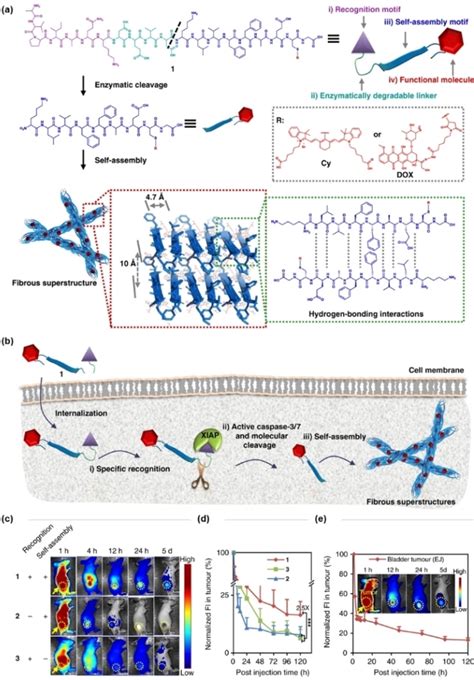 Recent Advances In The Enzyme‐activatable Organic Fluorescent Probes