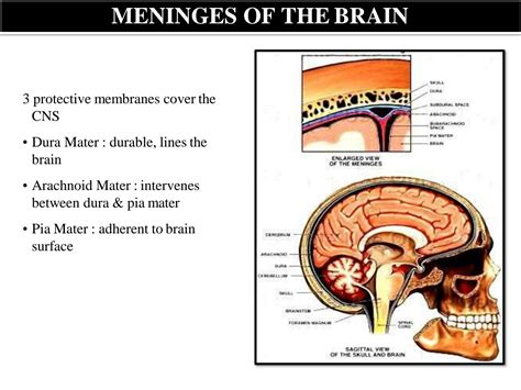 SOLUTION: Anat202 Anatomy meninges of the brain 2023 - Studypool