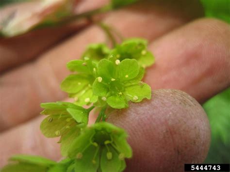 This Tree Can Change Its Sex Outside My Window