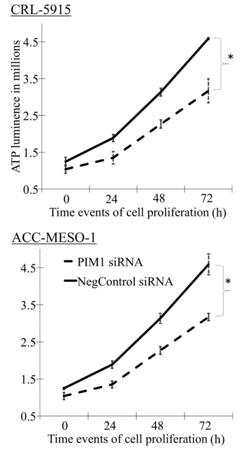 Pim1 Knockdown Inhibits Cell Proliferation And Invasion Of Mesothelioma