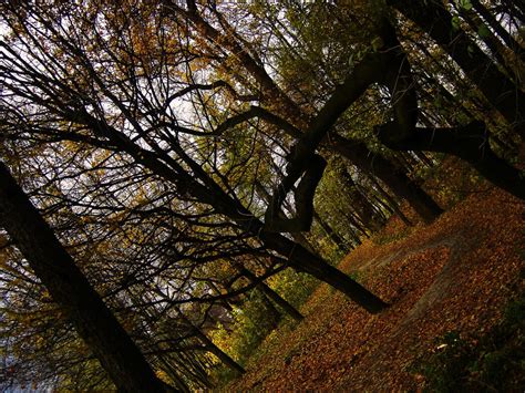 Flexible Tree By Tsstl On Deviantart