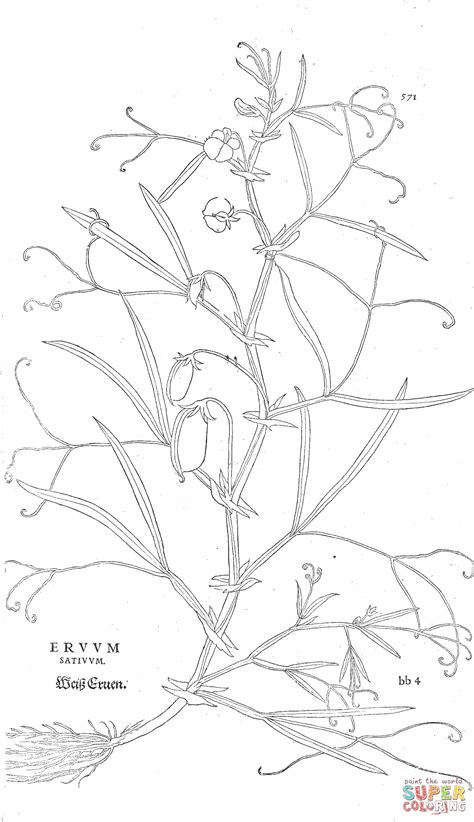 Ervum Sativum Coloring Page Free Printable Coloring Pages