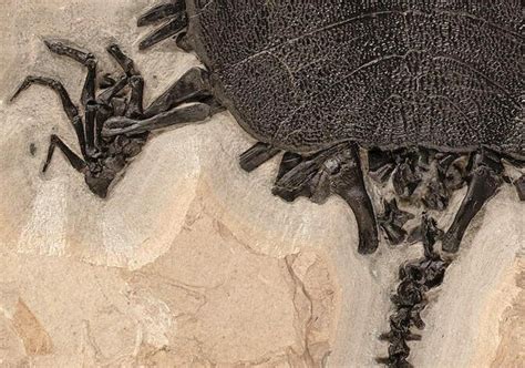 Incredible 30 Fossil Turtle Apalone Green River Formation