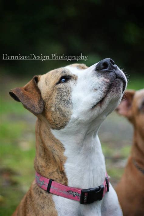 Pitbull Awareness 2024