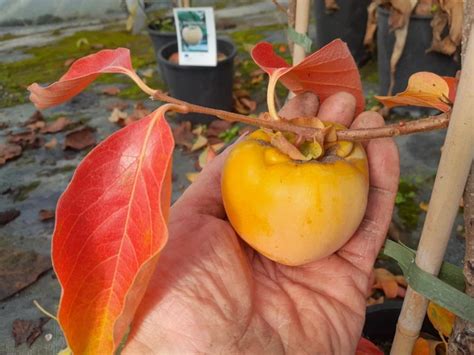 Diospyros Kaki Andnikitas T Hybride 100 120cm Kakibaum Winterhart