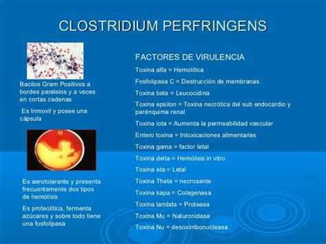 Clostridium