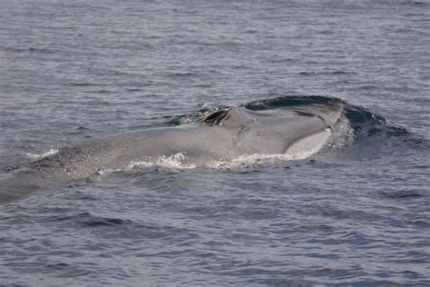 Pate Von Txirivuelta Werden Grd