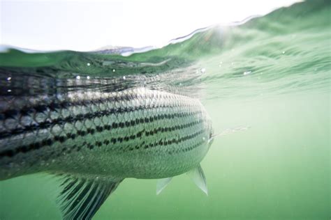 The Complete Guide To Freshwater Striped Bass Fly Tyer