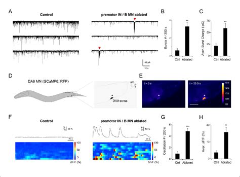 A Mns Exhibit Rhythmic Activities Upon The Ablation Of Premotor Ins Download Scientific