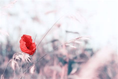 양귀비 옥수수 꽃 Pixabay의 무료 사진