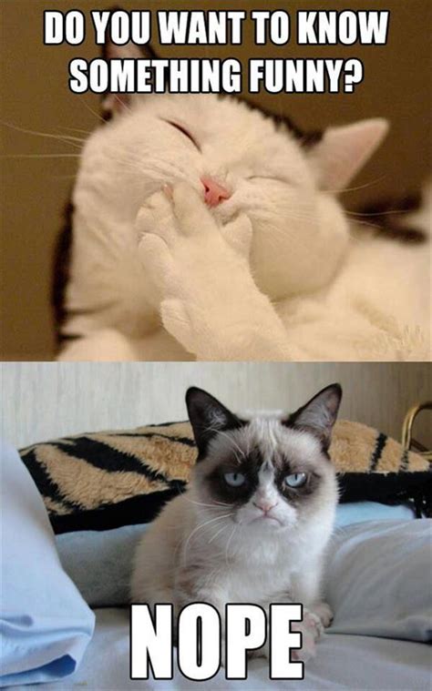 Best Of Grumpy Cat Gallery EBaum S World