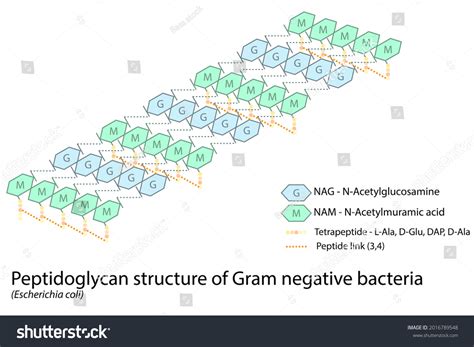 Peptidoglycan Structure