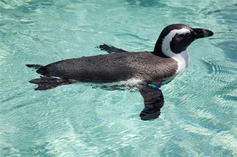 Habitat Do Pinguim Onde Eles Vivem Mundo Ecologia