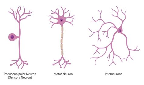 Nerve Cells Neurons Types Structure Functions Diseases