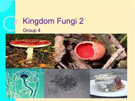 Mycology Powerpoint Presentation Ppt