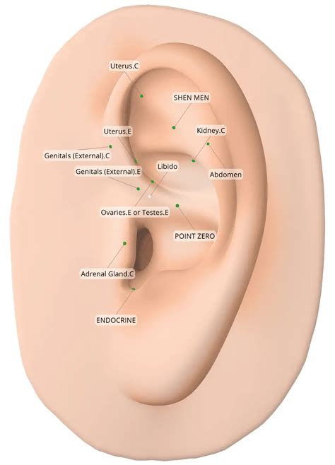 Ear Seeds For Fertility An Optimistic Outlook