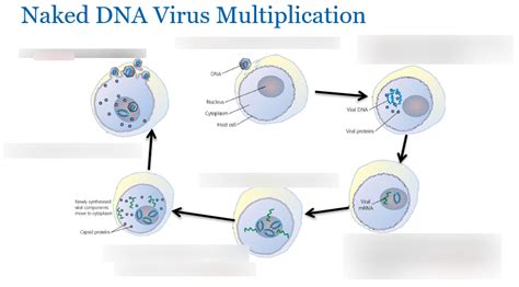 Diagram Of Week 3 Viral Replication Naked Quizlet