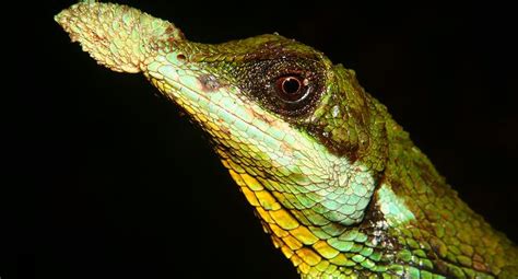 Leaf The Leaf Nosed Lizard Alone Featured Creature