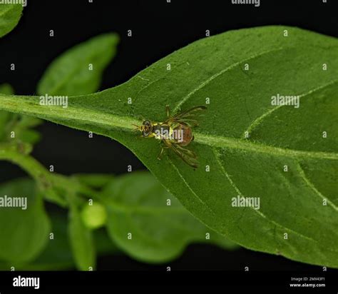 Bactrocera Dorsalis Previously Known As Dacus Dorsalis And Commonly