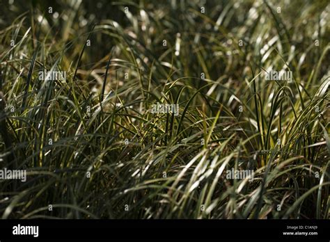 Acorus Gramineus ‘variegatus Variegated Slender Sweet Flag Stock