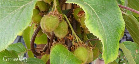 How To Grow Kiwi Fruit