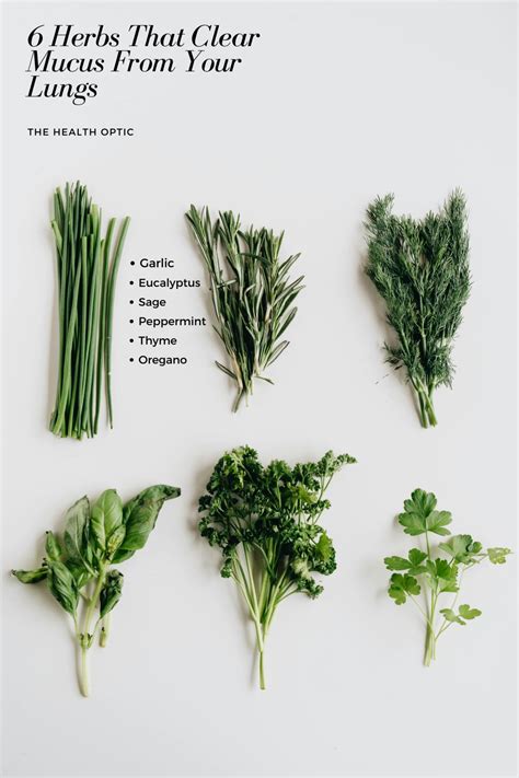 6 Herbs That Clear Mucus From Your Lungs 1garlic May Help Loosen