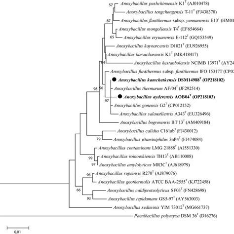 Neighbor Joining Nj Tree Constructed Based On 16s Rrna Gene Sequences Download Scientific