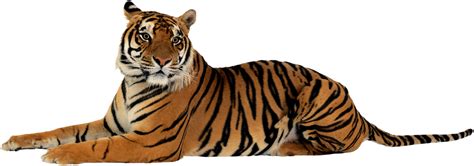 Tiger Png