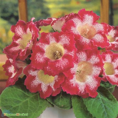 Gloxinia Tigrina Red | Beautiful Flowers