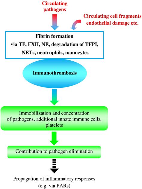 Biological Basis And Pathological Relevance Of Microvascular Thrombosis