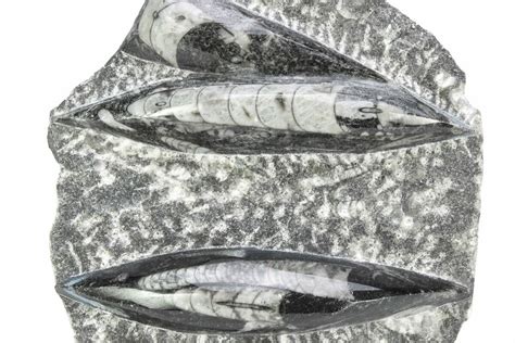 5 Polished Fossil Orthoceras Plate Morocco 212531 For Sale
