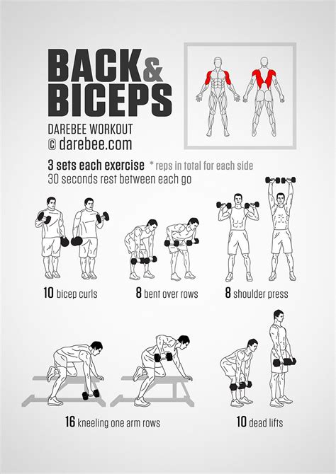 Back And Biceps Workout Biceps Workout Back And Bicep Workout Back