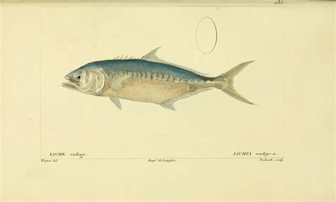 Leerfish Facts Diet Habitat And Pictures On Animaliabio