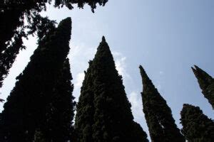 Best Trees For Privacy