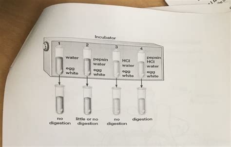 Solved 16 The Experiment Below Was Set Up To Investigate