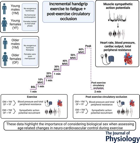 The Interactive Effects Of Age And Sex On The Neuro‐cardiovascular Responses During Fatiguing