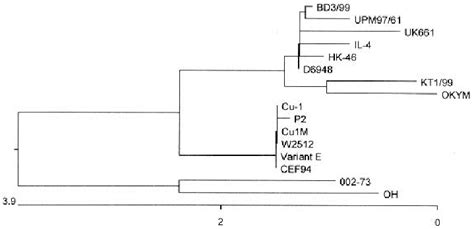 Phylogenetic Tree Based On The Nucleotide Sequence Alignment Of The Vp1 Download Scientific